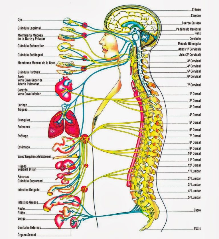 Tratamiento mediante osteopatía en problemas viscerales
